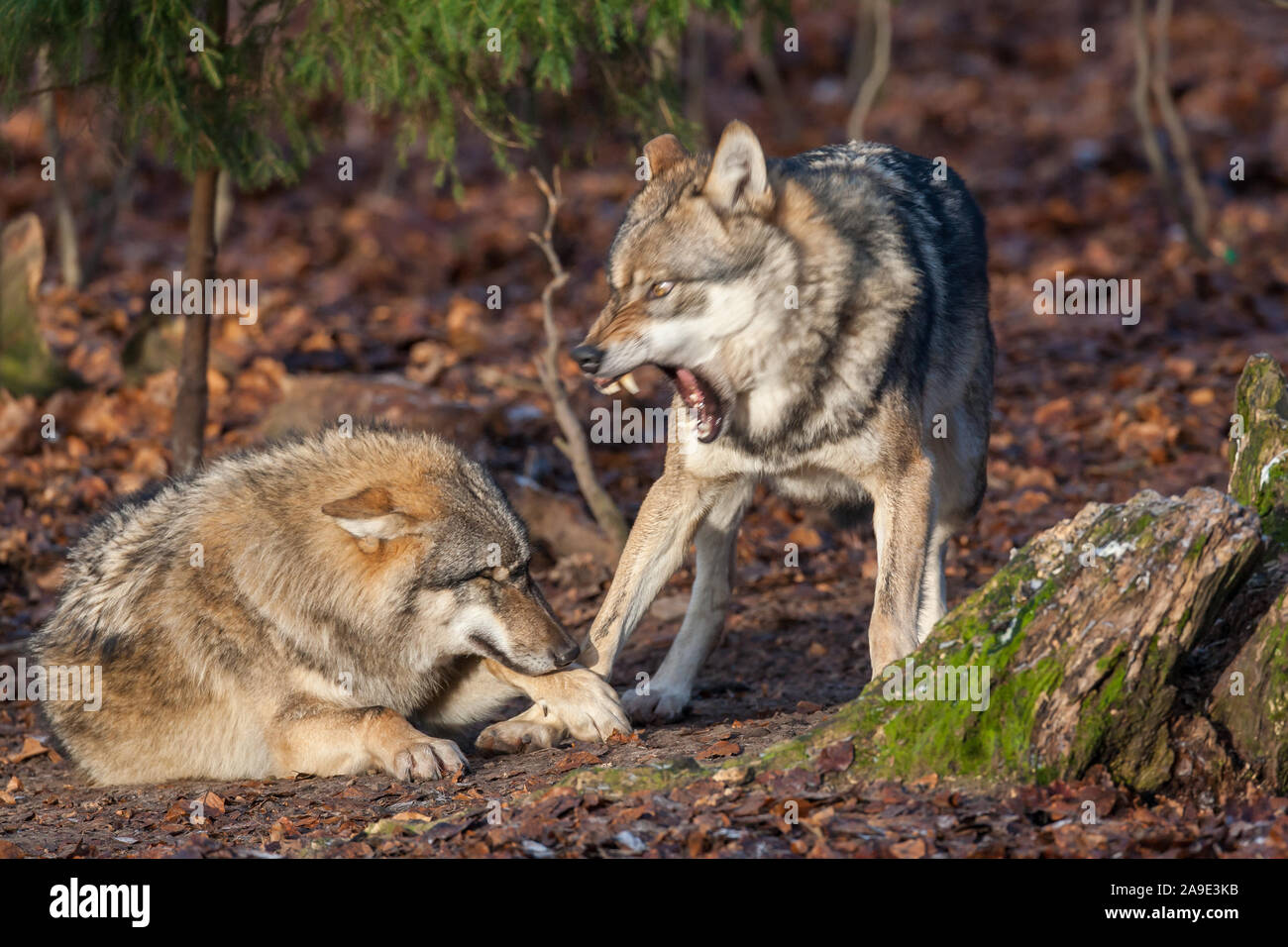 European wolves, Canis lupus Stock Photo - Alamy