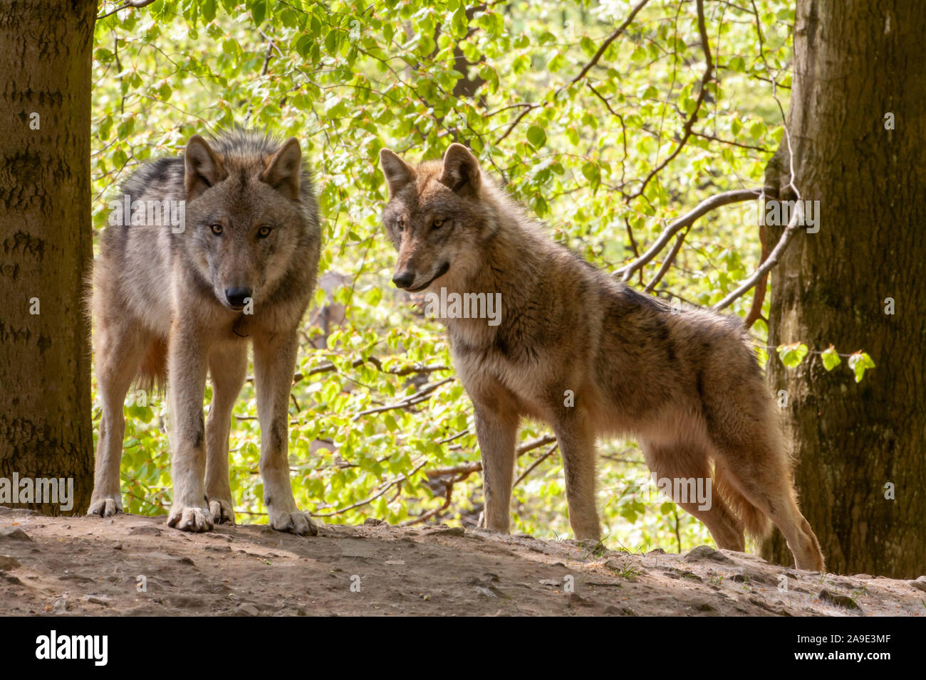 Herd behaviour of wolves hi-res stock photography and images - Alamy