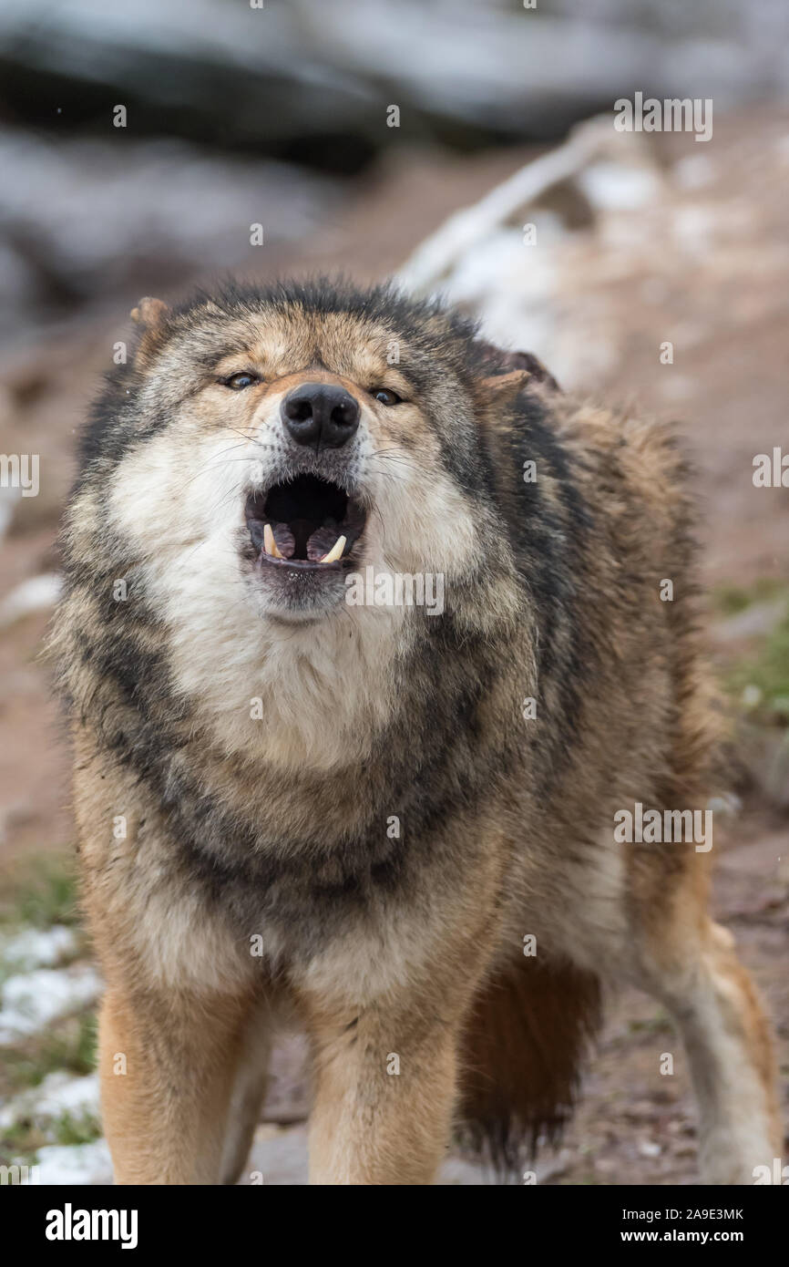 Crying Wolf Timber Gray