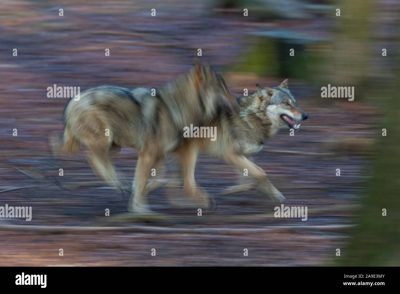 Two wolves walking hi-res stock photography and images - Alamy