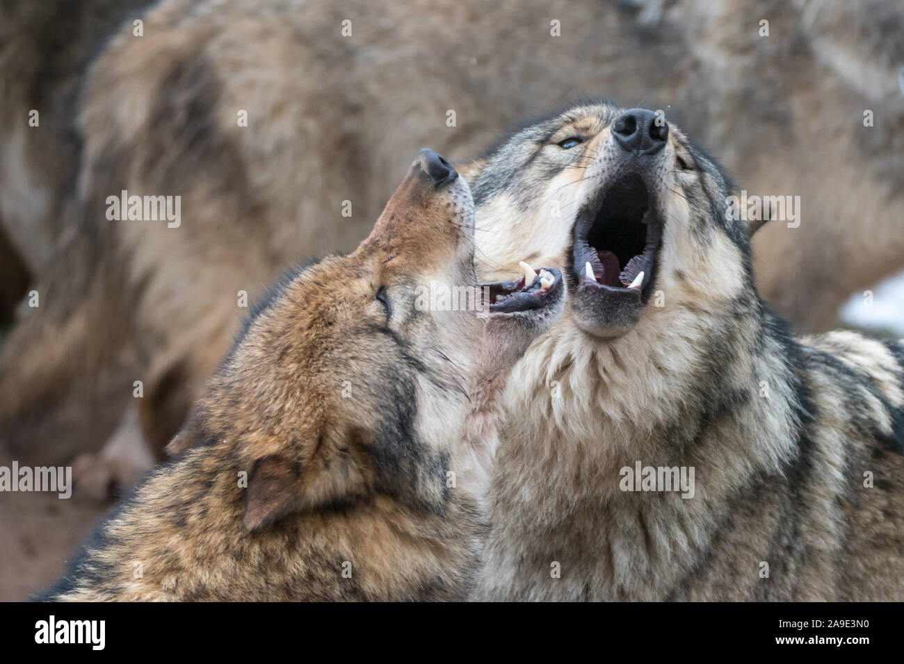 Cry of wolves hi-res stock photography and images - Alamy
