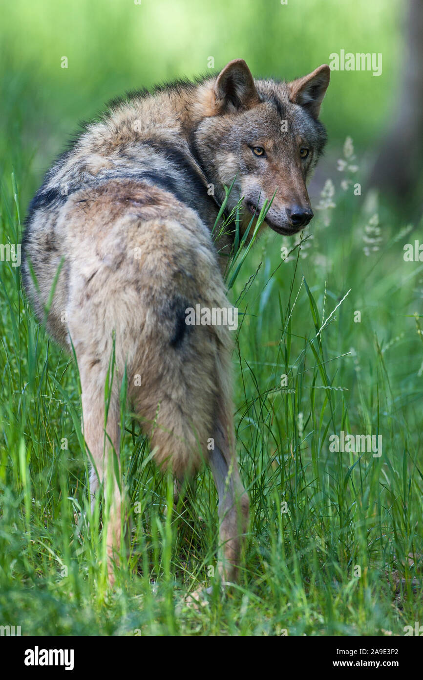 European gray wolf wild saxony germany animals predator hi-res stock ...