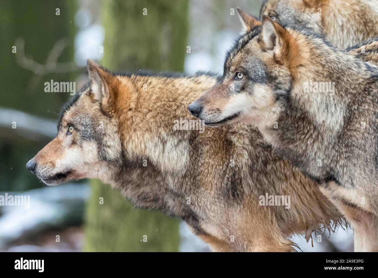 European wolves, Canis lupus Stock Photo - Alamy