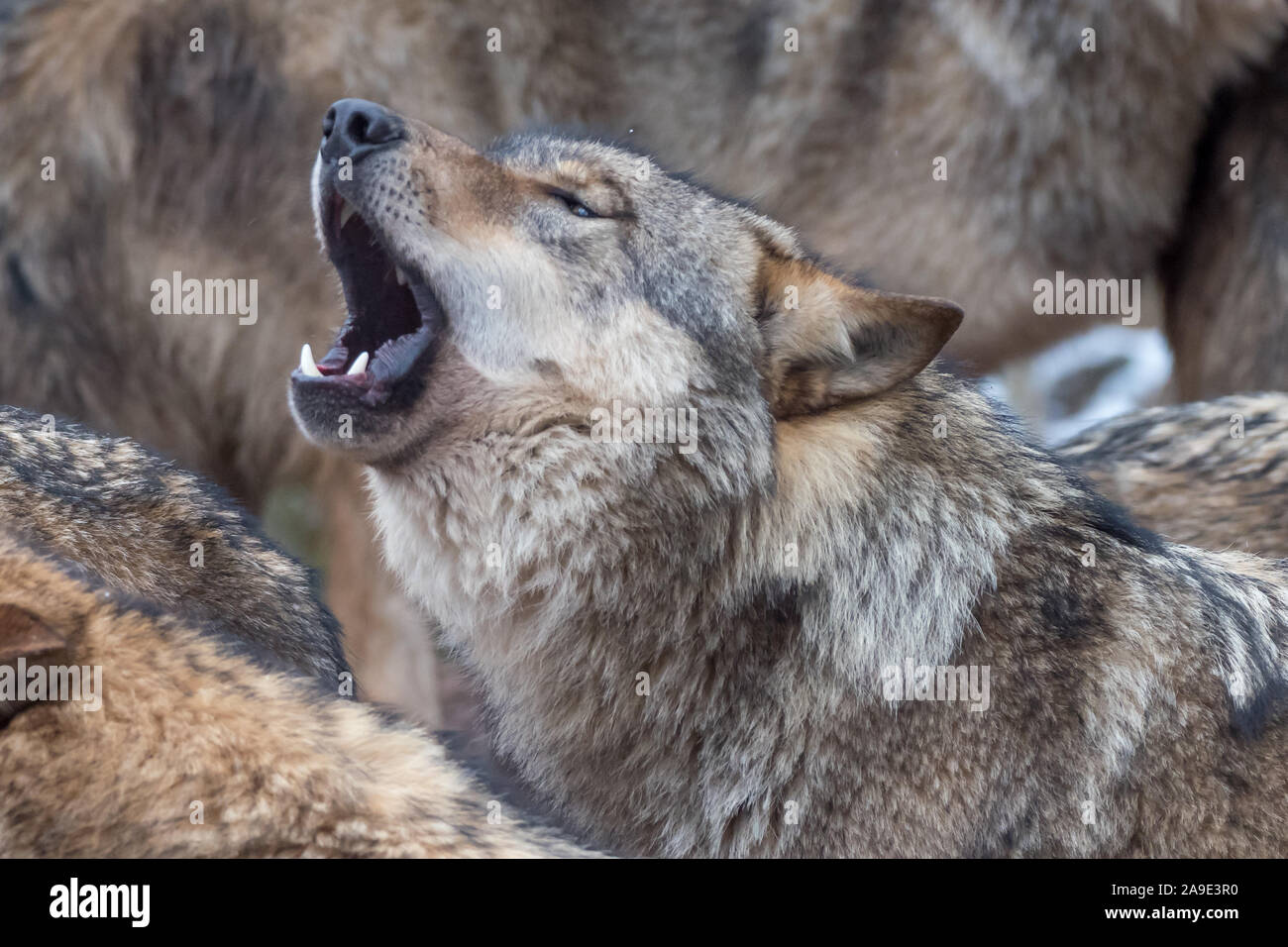 Cry of wolves hi-res stock photography and images - Alamy