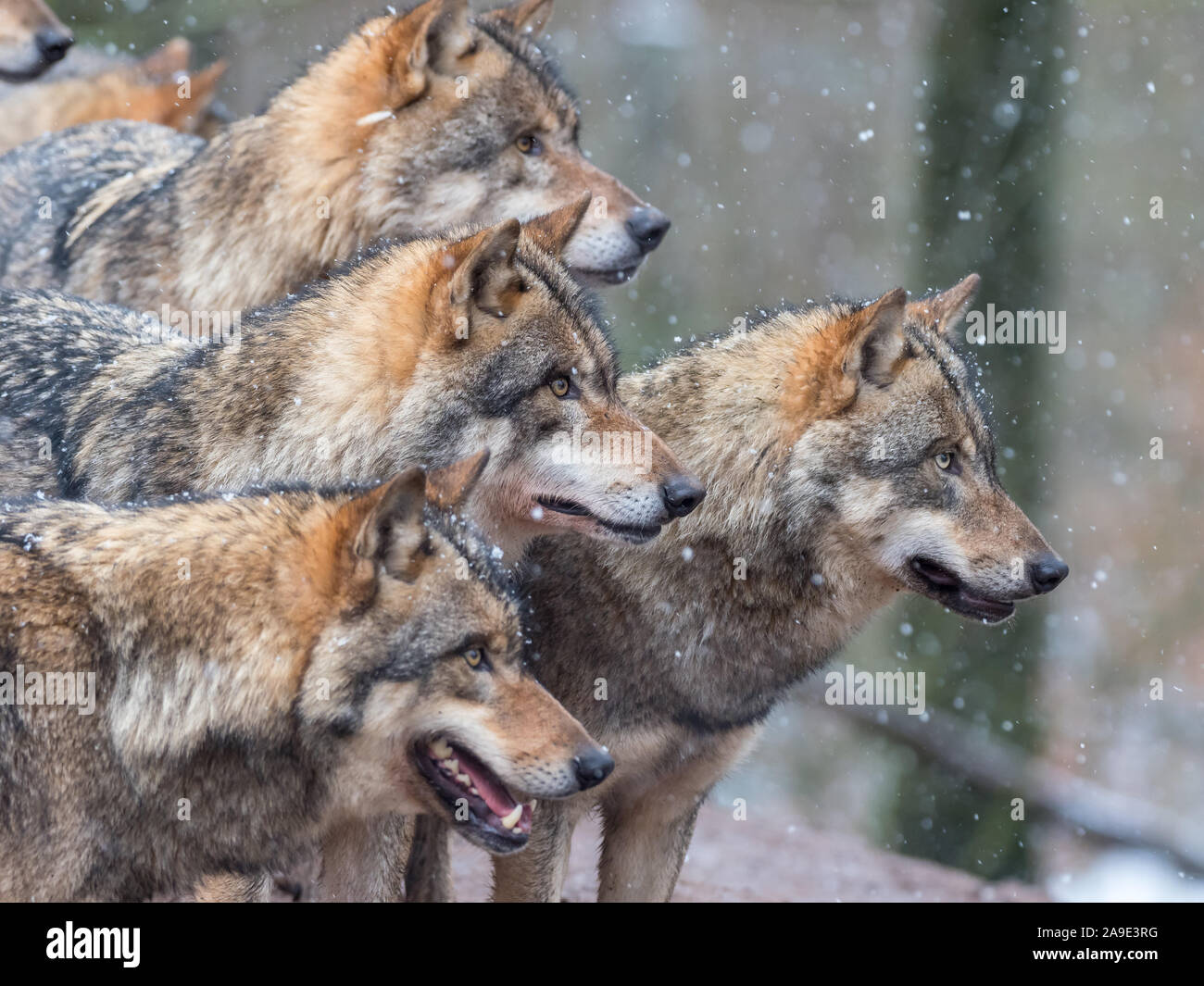 Herd behaviour wolves hi-res stock photography and images - Alamy