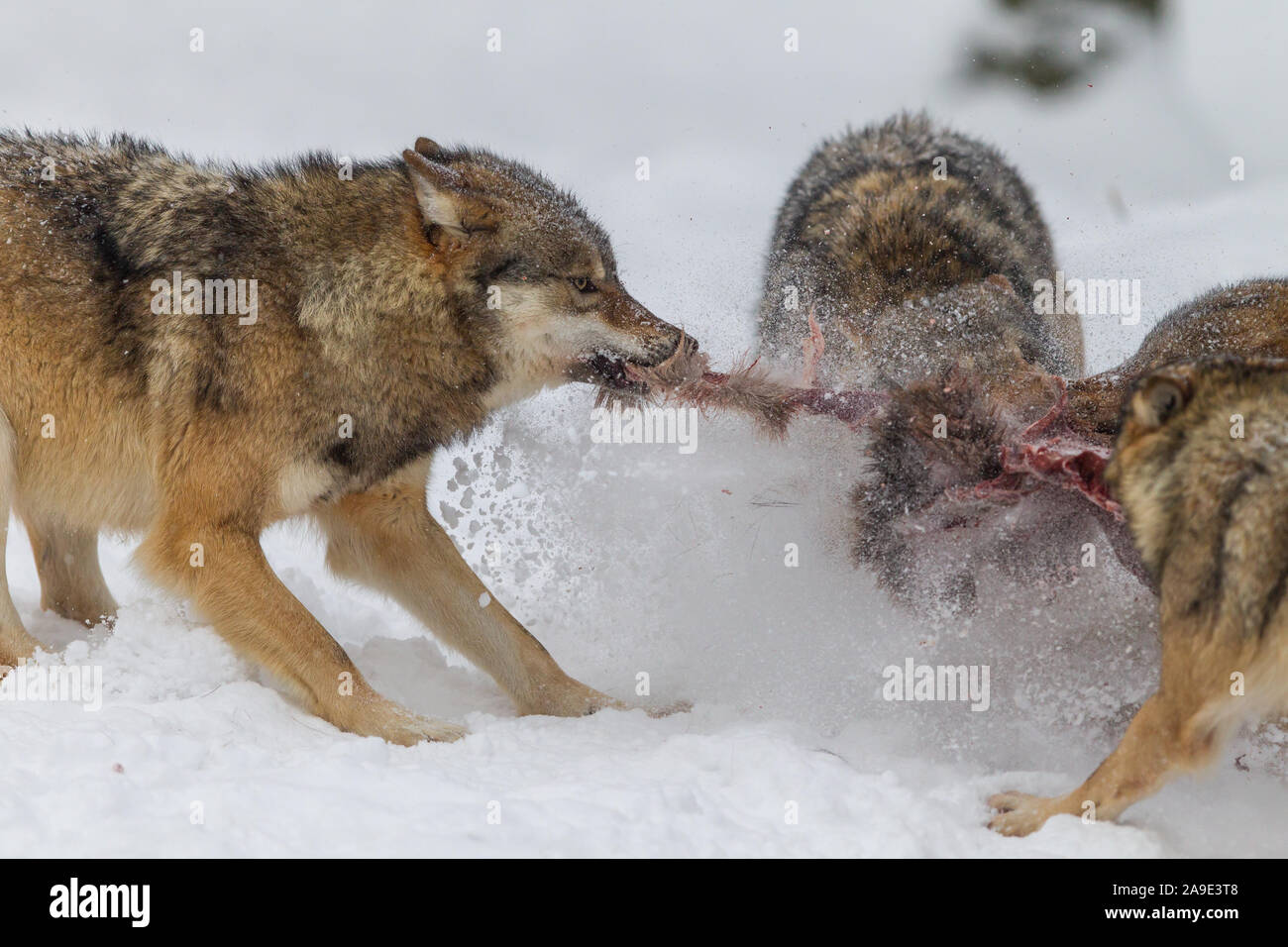 Wolf booty hi-res stock photography and images - Alamy