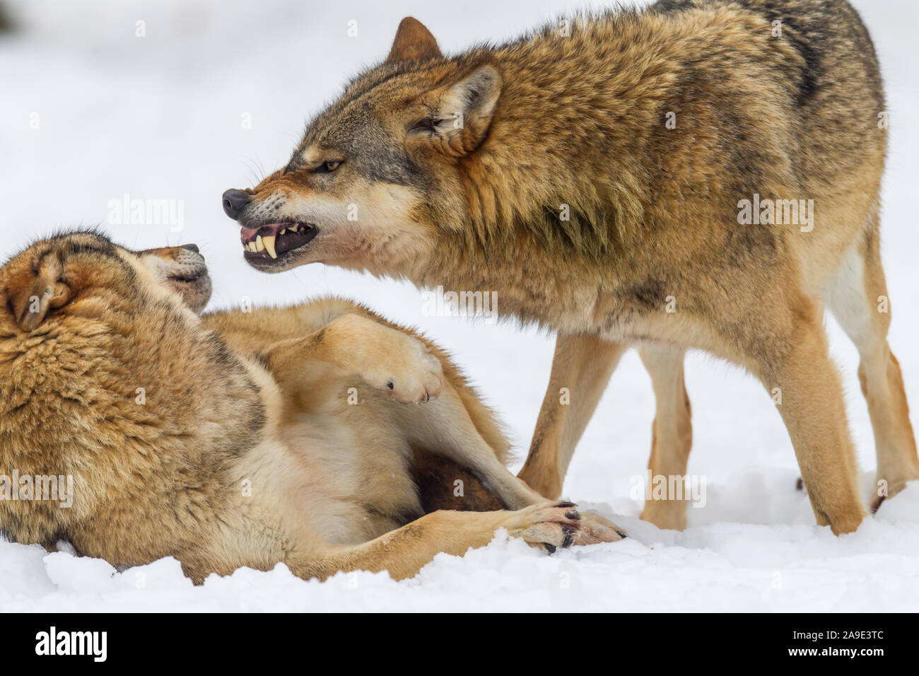European wolves, Canis lupus Stock Photo - Alamy