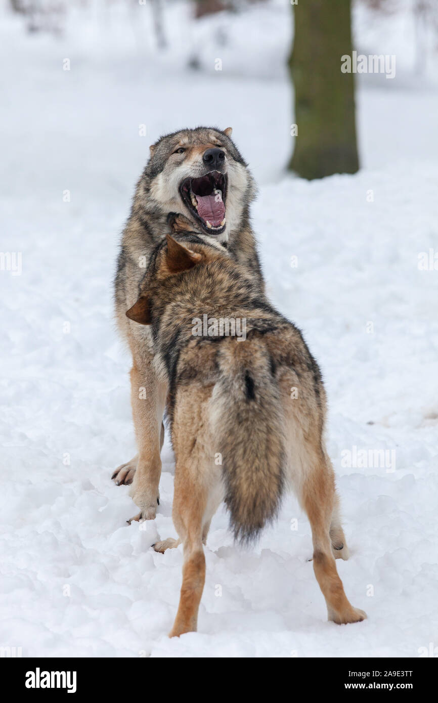 European wolves, Canis lupus Stock Photo - Alamy
