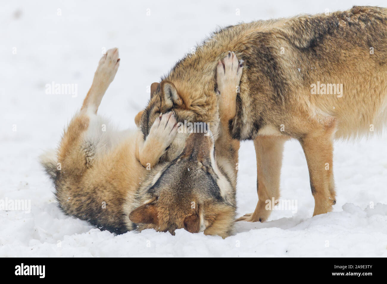 European wolves, Canis lupus Stock Photo - Alamy