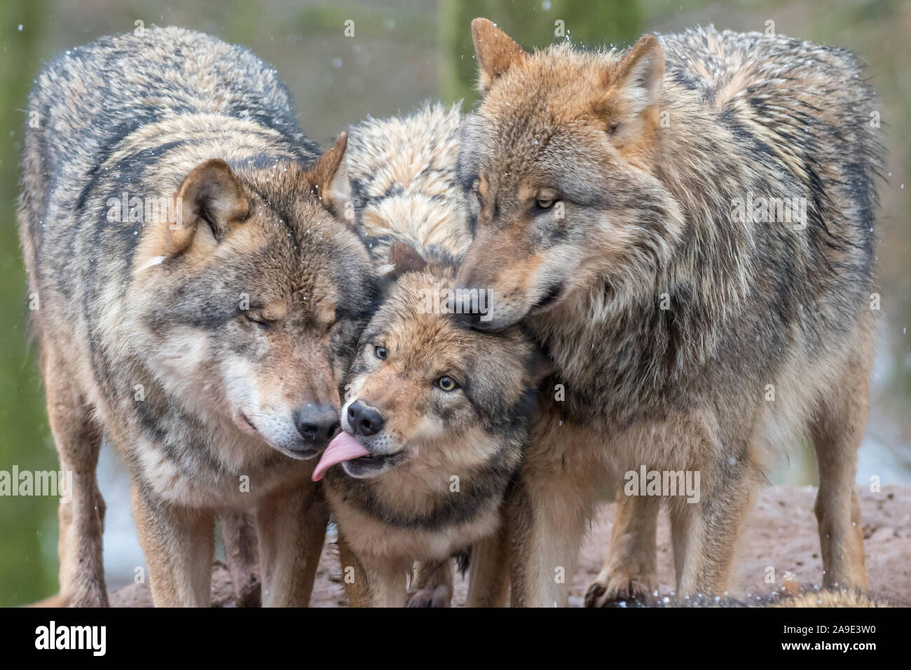 Herd behaviour wolves hi-res stock photography and images - Alamy
