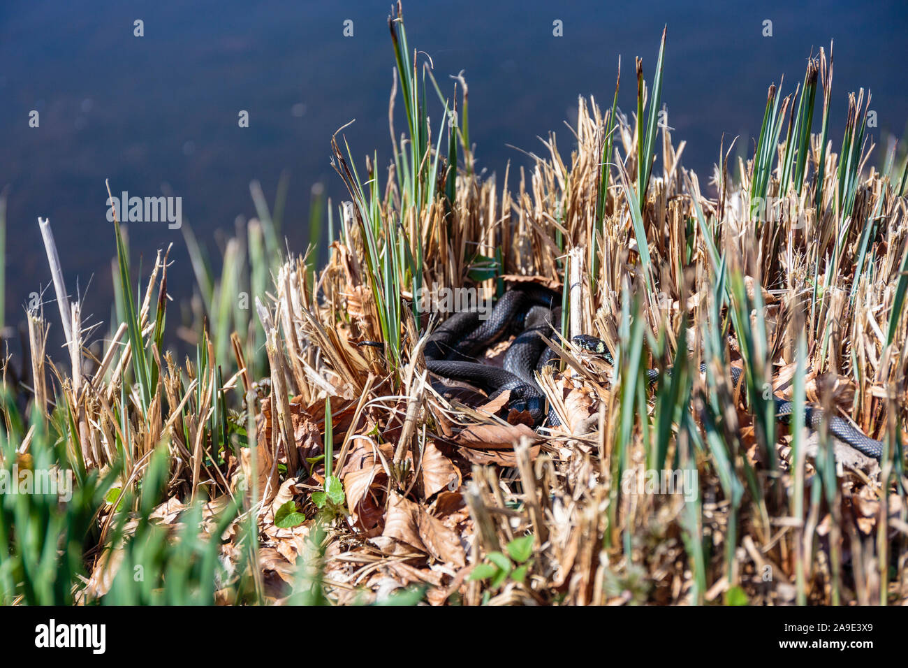 Brooding snakes hi-res stock photography and images - Alamy