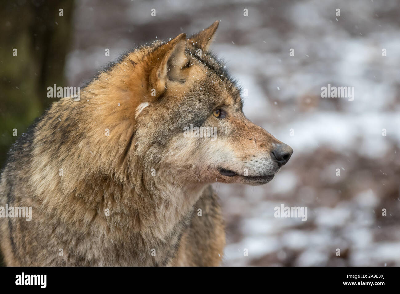 European wolf, Canis lupus Stock Photo - Alamy