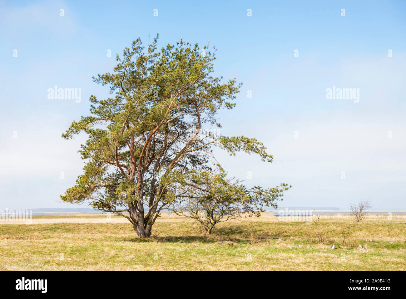 Europe, Denmark, Møn. Two single trees on the even Northwest coast of ...