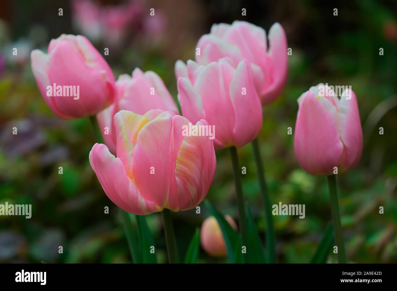 Tulipa mango charm hi-res stock photography and images - Alamy
