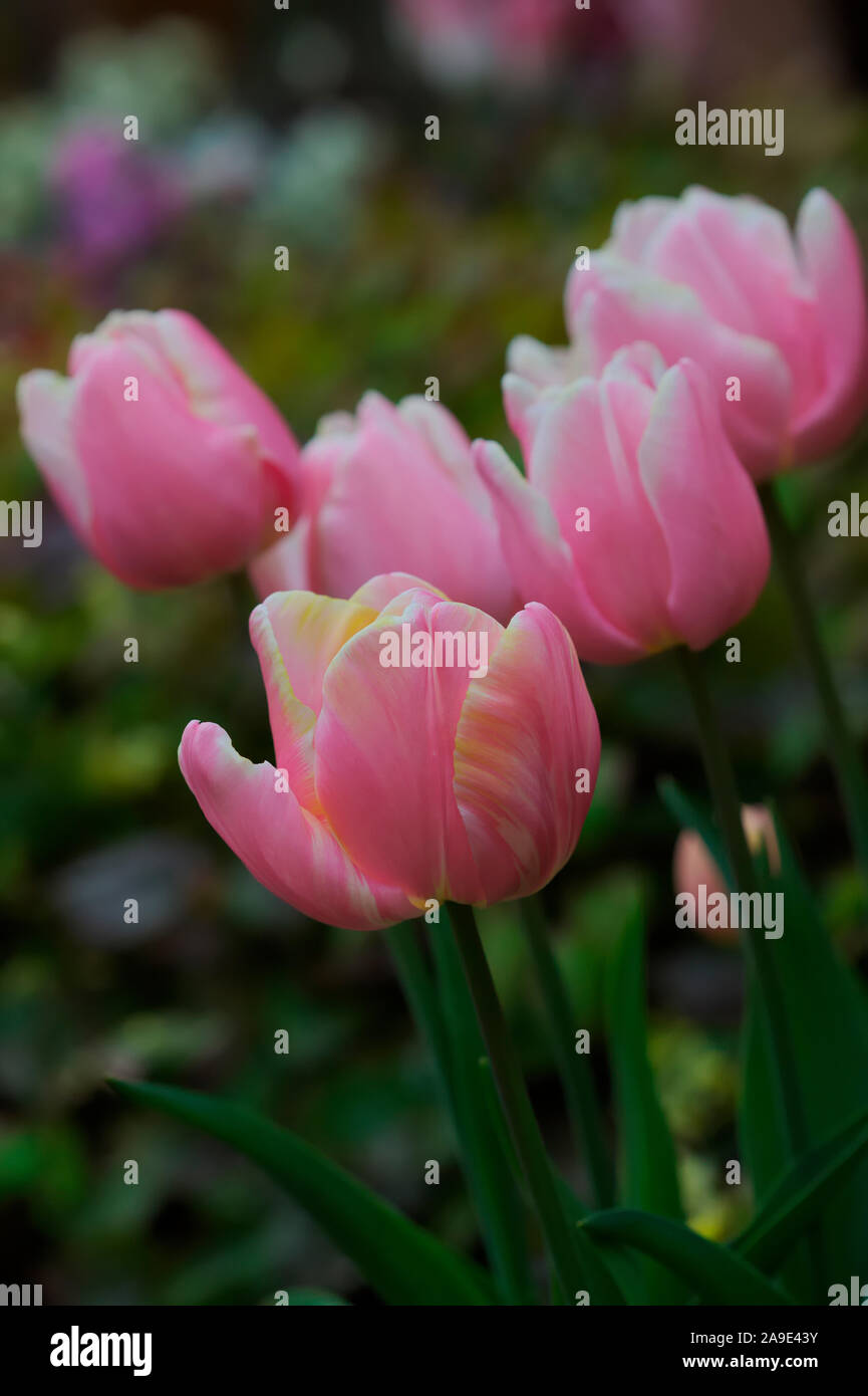 Mango charm hi-res stock photography and images - Alamy