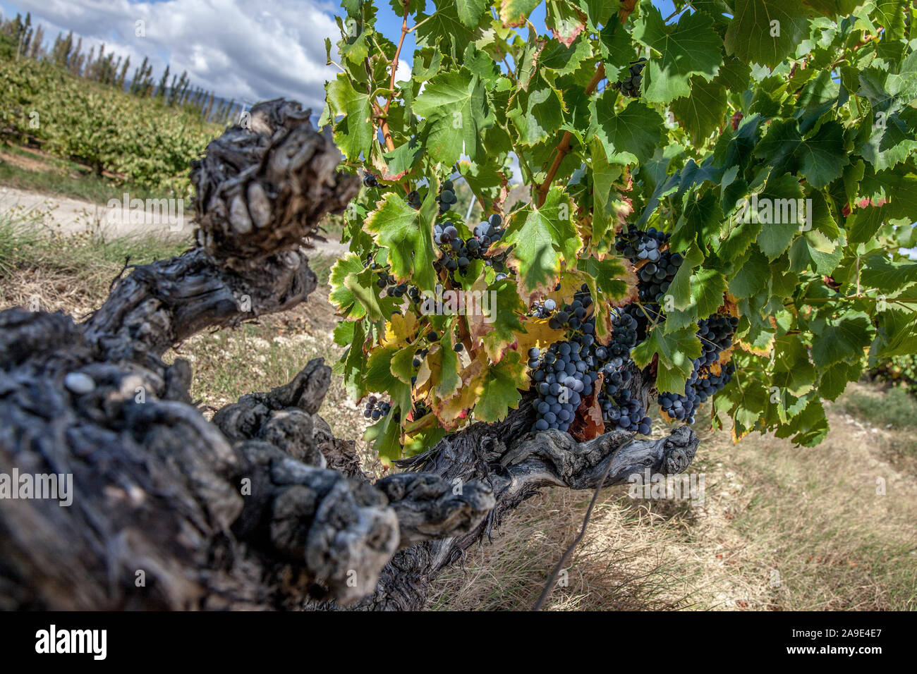 Cutting grapes off vine hi-res stock photography and images - Alamy