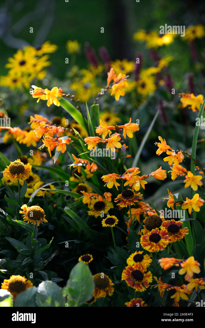 Helenium Ruby Tuesday,crocosmia,yellow,orange,flowers,flowering ...