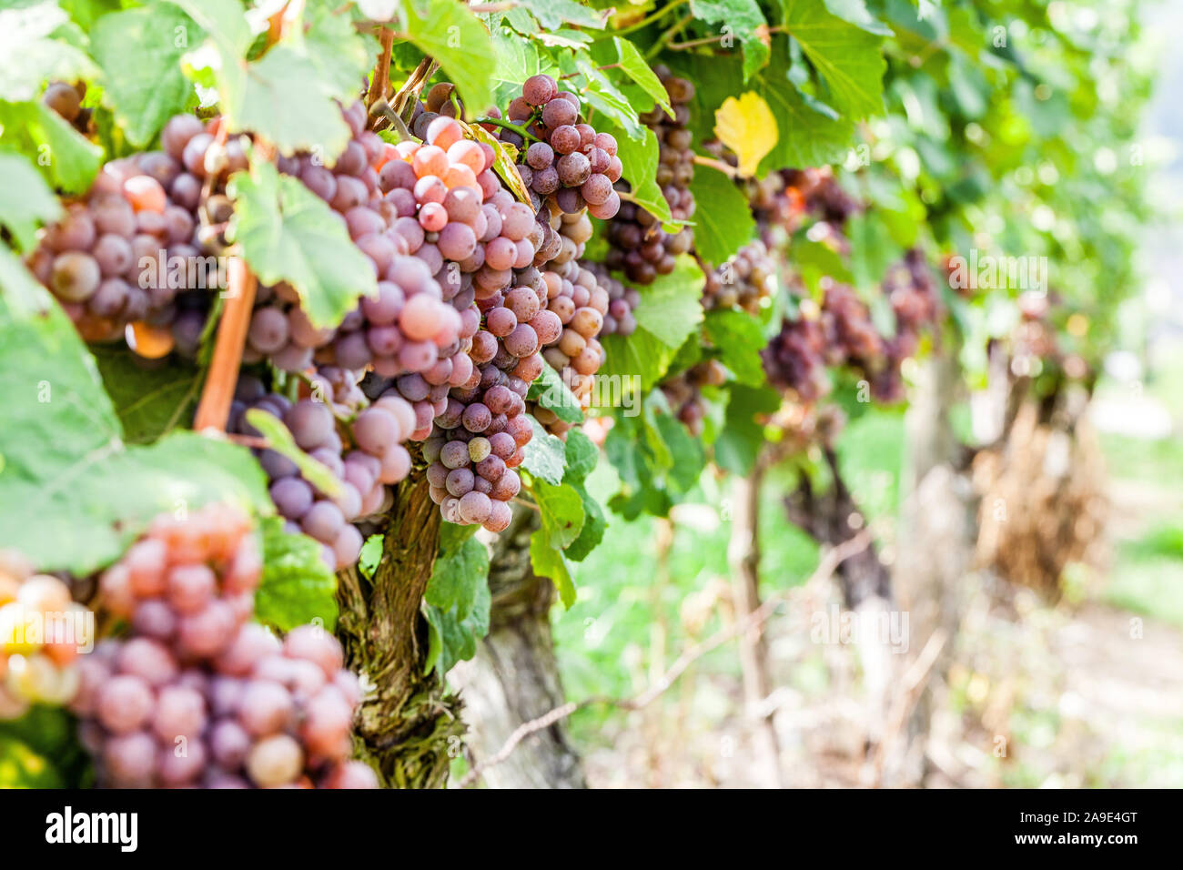 Ripe grapes at the vine Stock Photo - Alamy