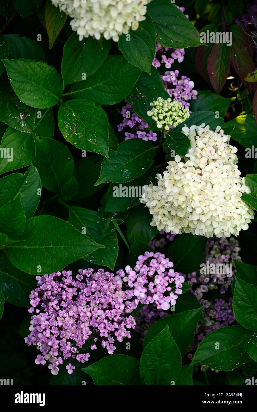 hydrangea paniculata limelight,panicle,panicles,flowers,flowering ...