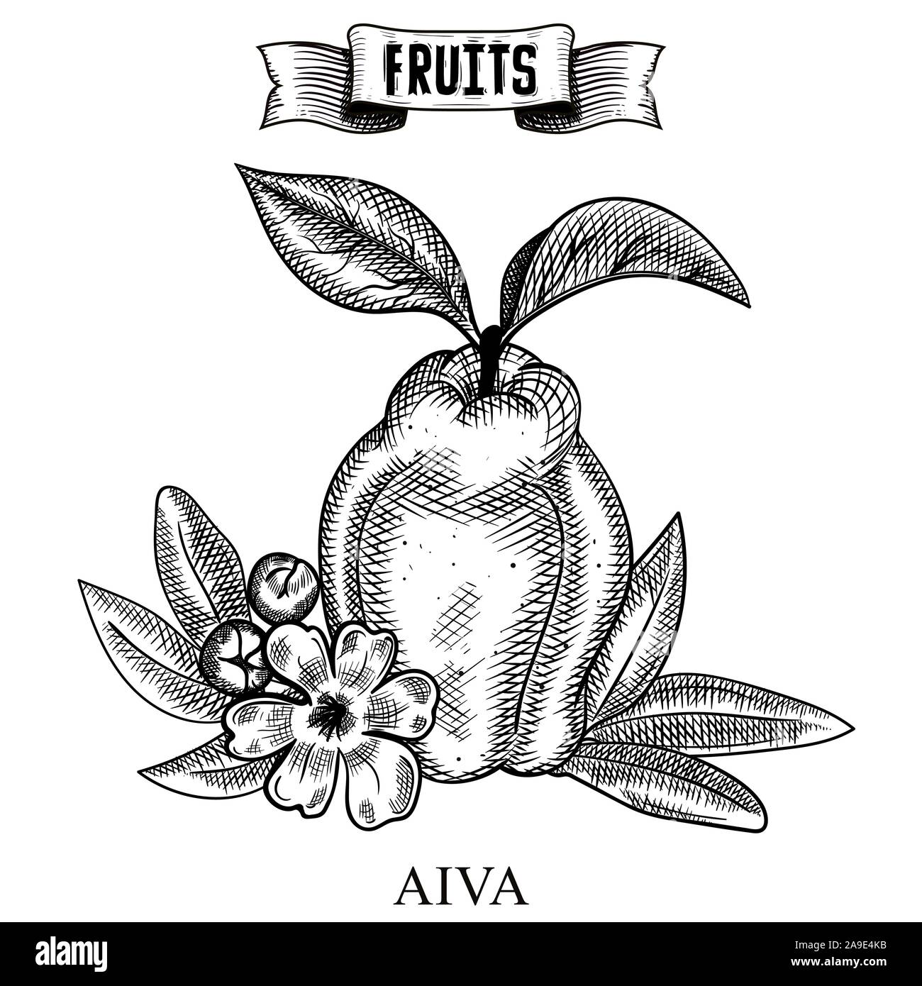 Cydonia art Stock Vector Images - Alamy