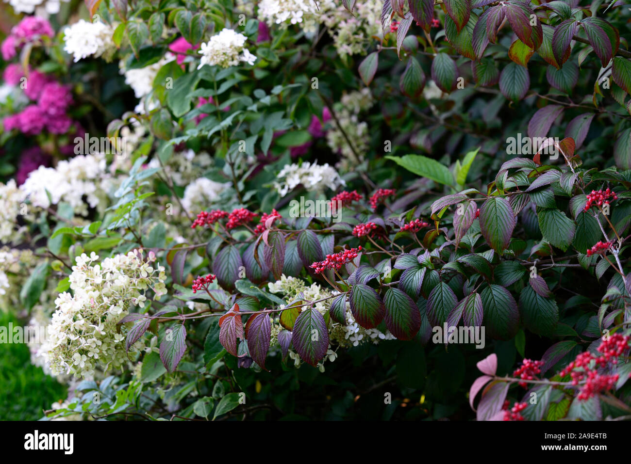 Viburnum plicatum f tomentosum Shoshoni,Doublefile Viburnum,autumn,fall ...