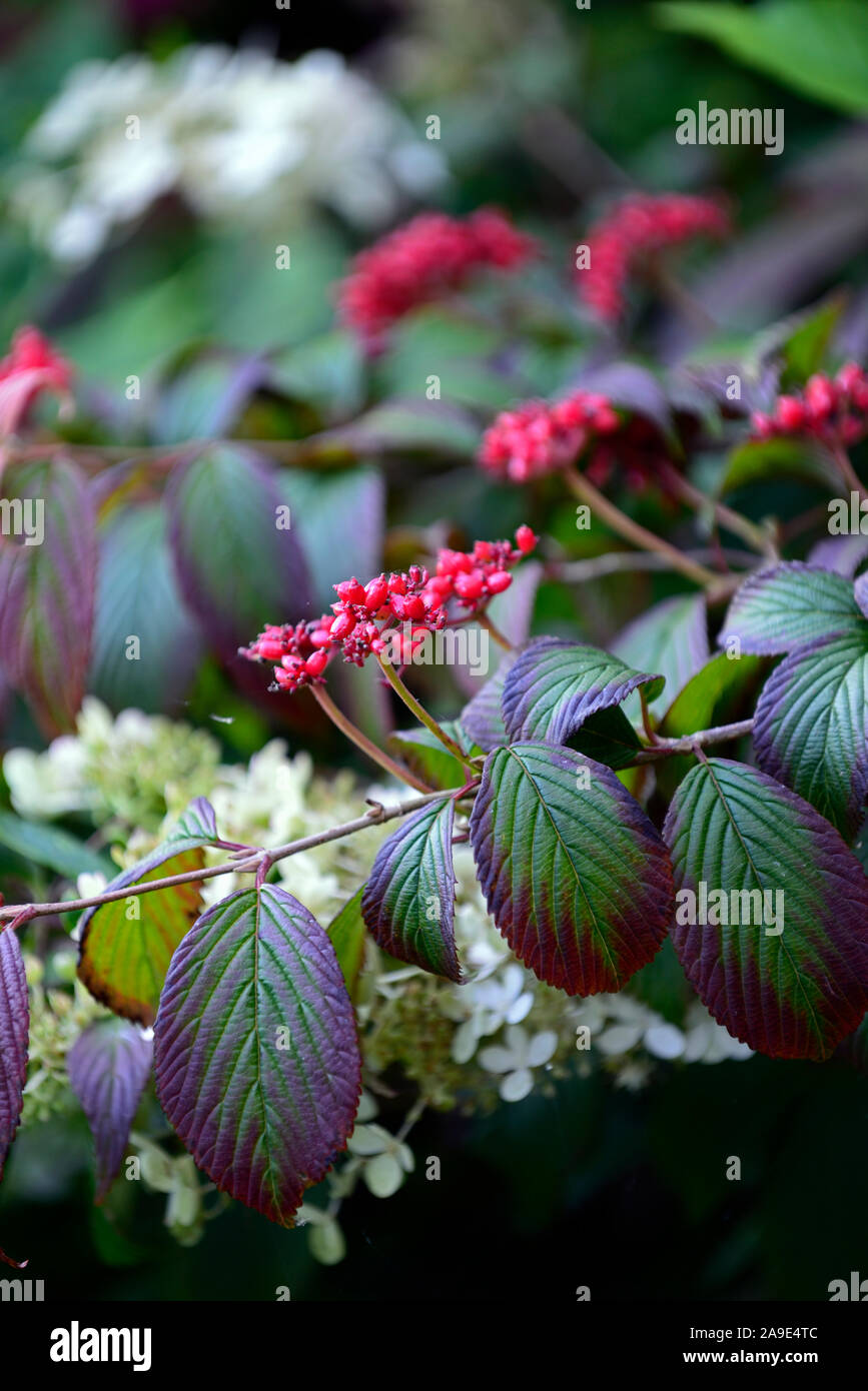 Viburnum plicatum f tomentosum Shoshoni,Doublefile Viburnum,autumn,fall ...