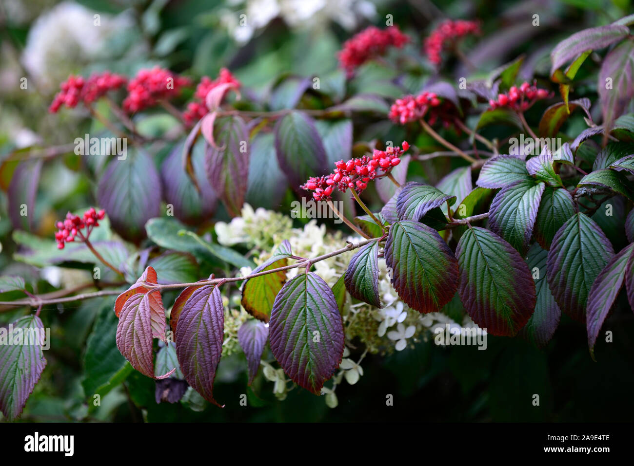 Viburnum plicatum f tomentosum Shoshoni,Doublefile Viburnum,autumn,fall ...
