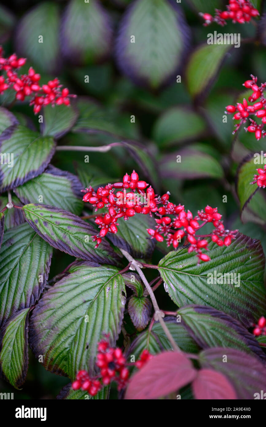 Doublefile viburnum hi-res stock photography and images - Alamy