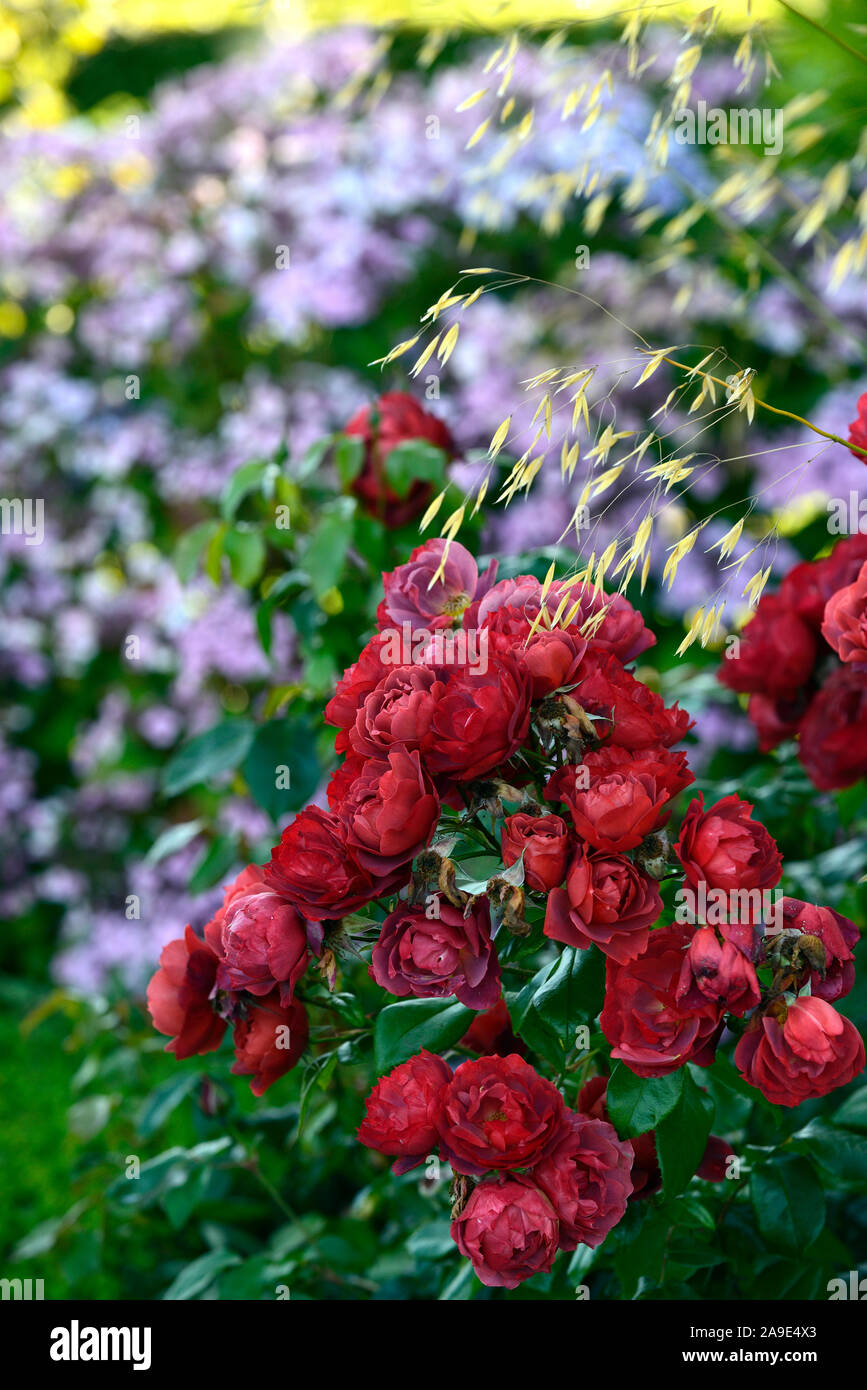 Rosa Hot Chocolate,rose hot chocolate,floribunda rose,roses,russet ...