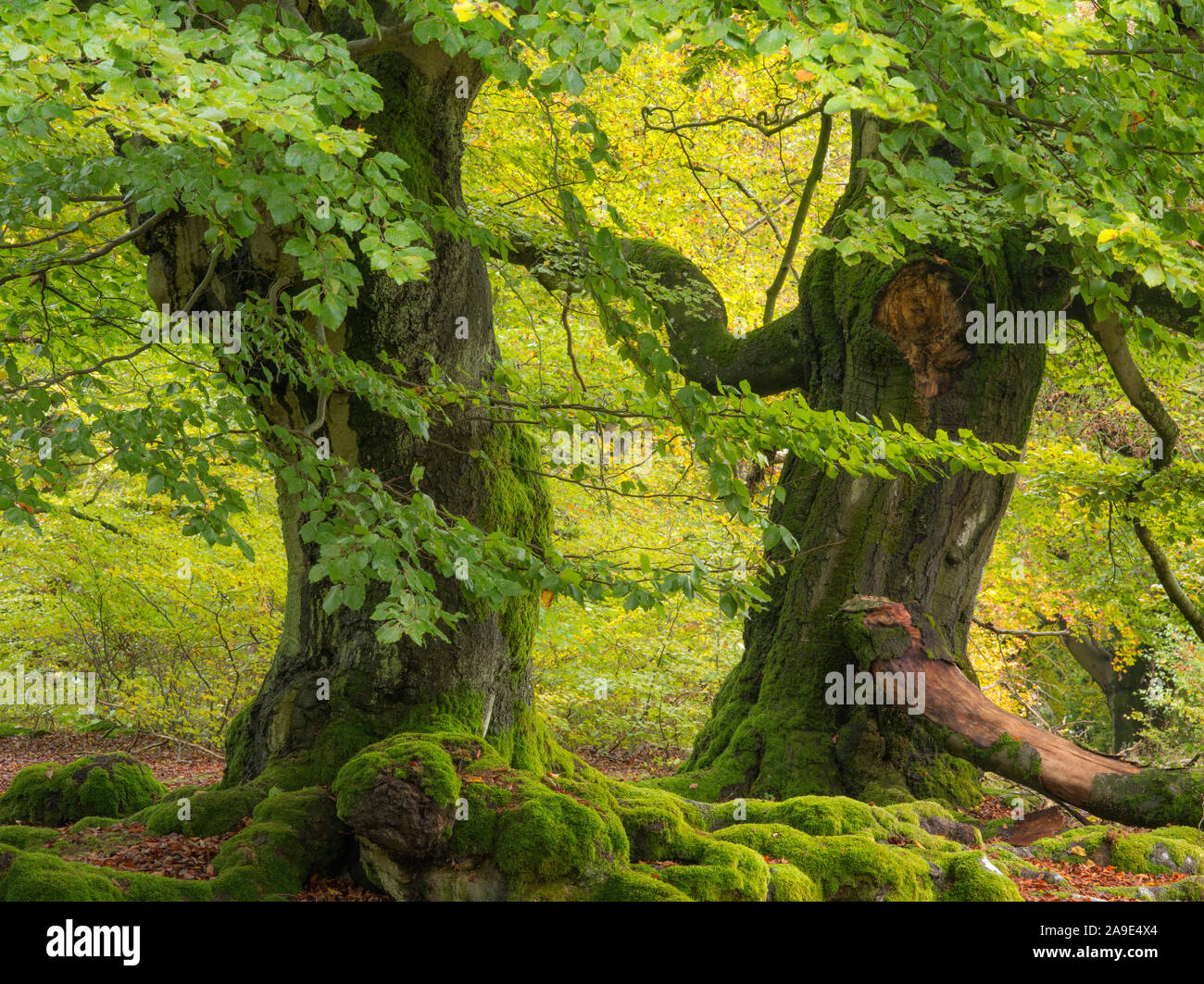 Old beeches in autumn, national park Kellerwald, Hessen, Germany Stock ...