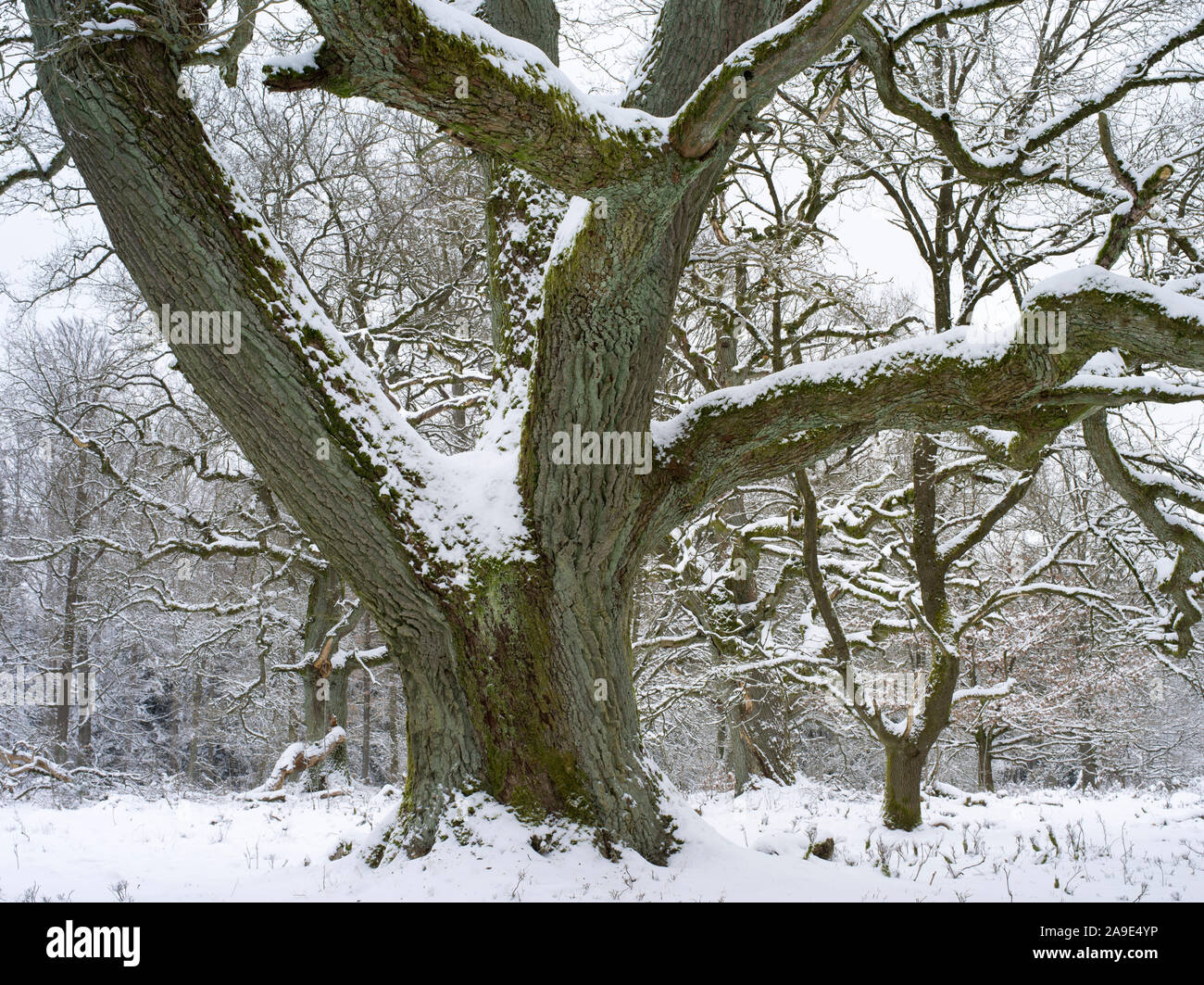 Old oak in winter, pastoral forest with Hemeln, Bramwald, Hessian ...