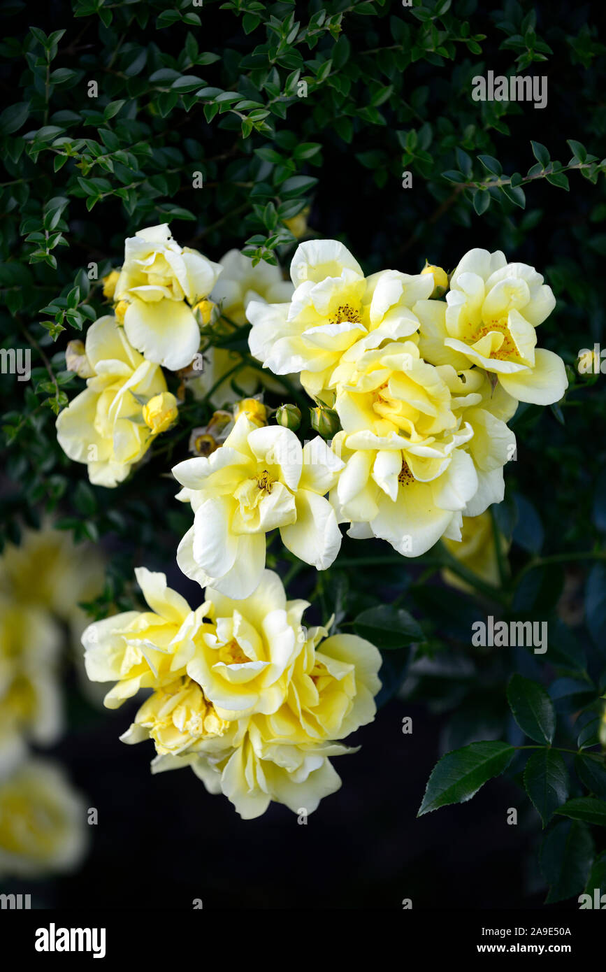 Rosa Buttercup,rose buttercup,shrub rose,roses,yellow,flower,flowers ...