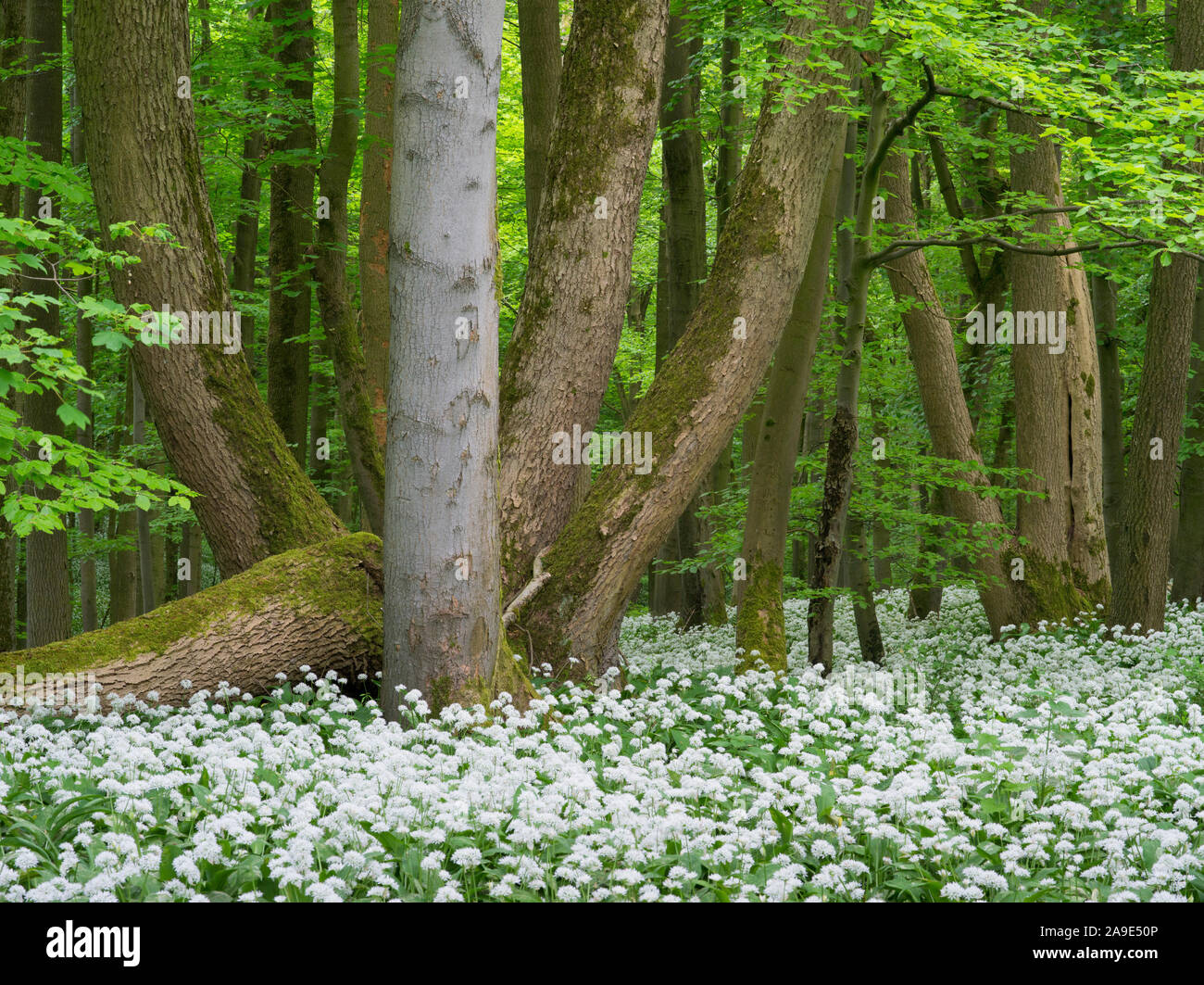Wild garlic blossom in the Beeches wood, national park Hainich ...