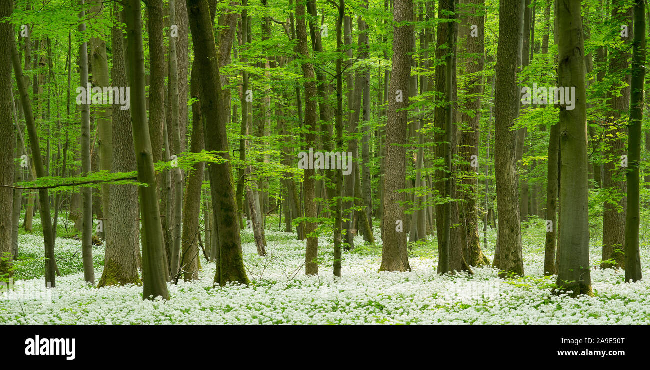 Wild garlic blossom in the Beeches wood, national park Hainich ...