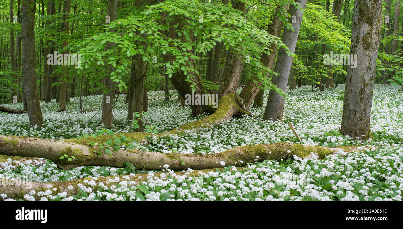 Wild garlic blossom in the Beeches wood, national park Hainich ...