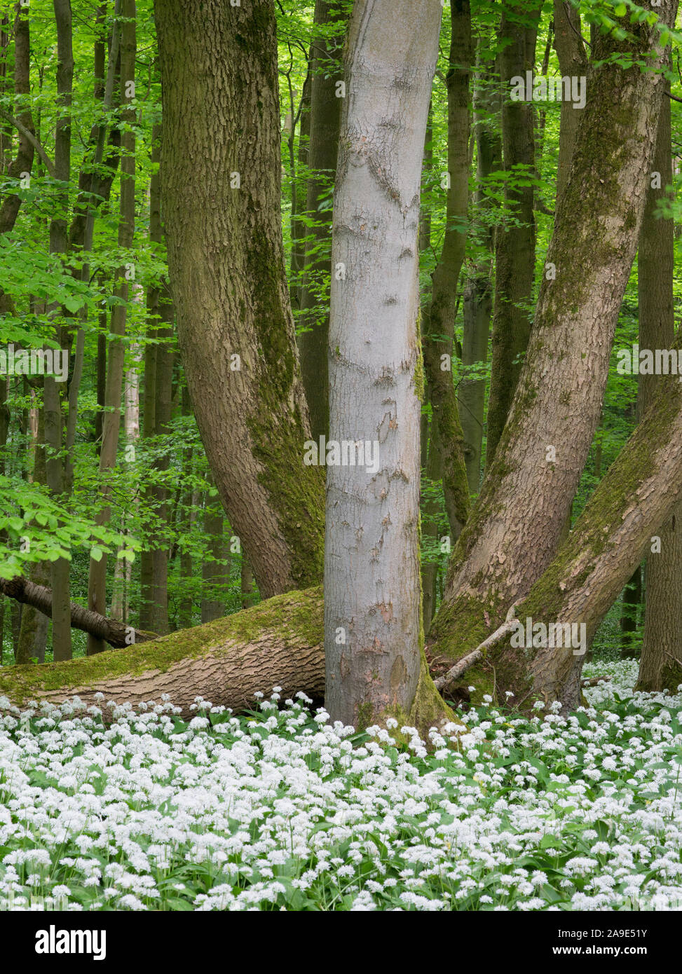 Wild garlic blossom in the Beeches wood, national park Hainich ...