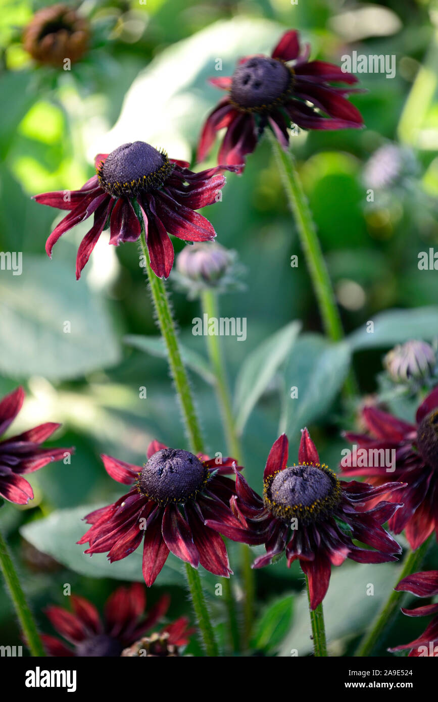 Rudbeckia hirta cherry brandy,red,crimson flowers, flowers,flowering ...