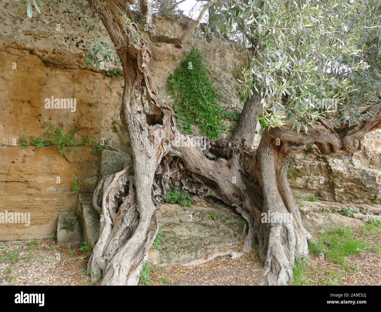 An Old Olive Tree Stock Photo - Alamy
