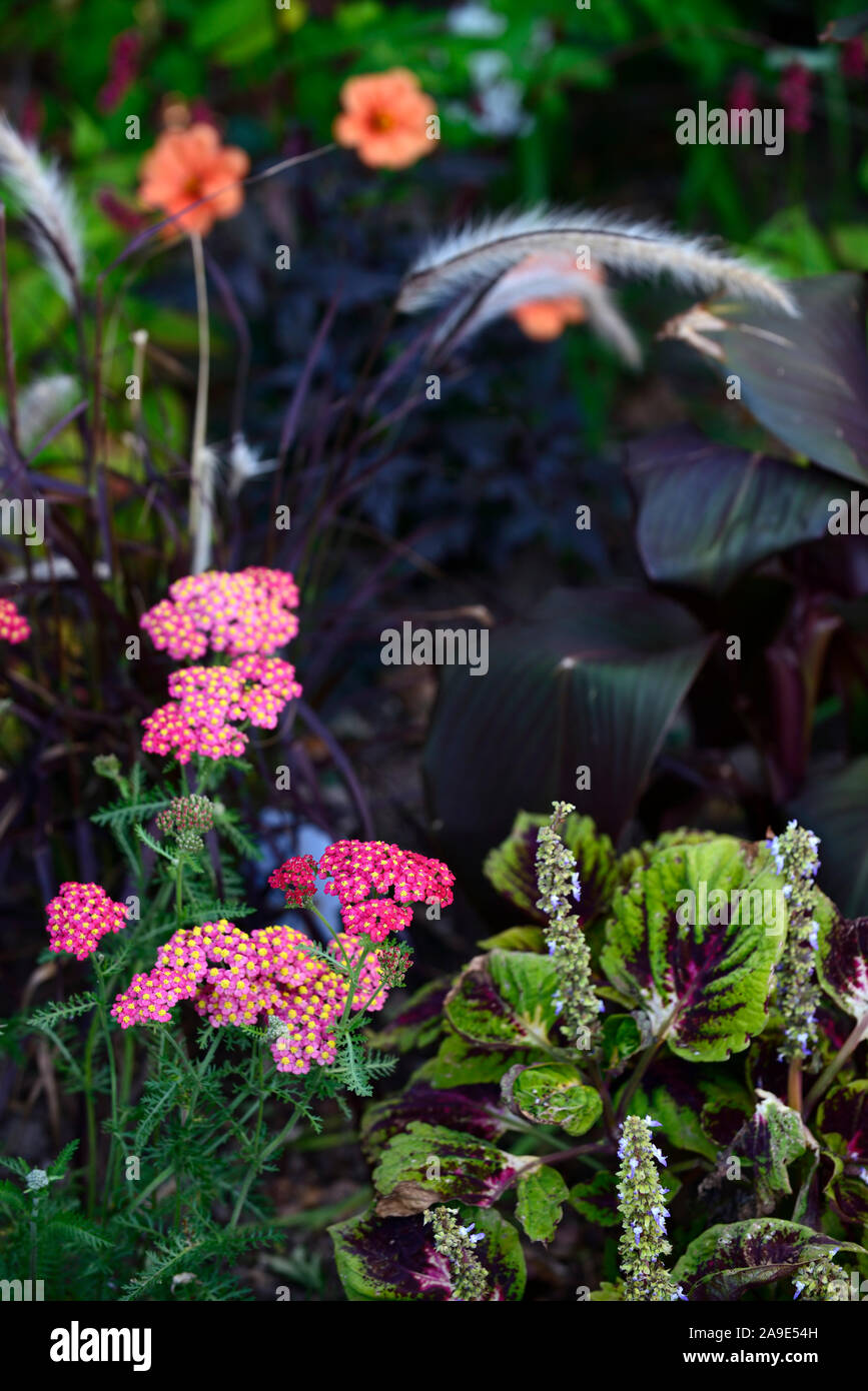 red yellow yarrow,Pennisetum setaceum Rubrum,flowers,combination,purple ...