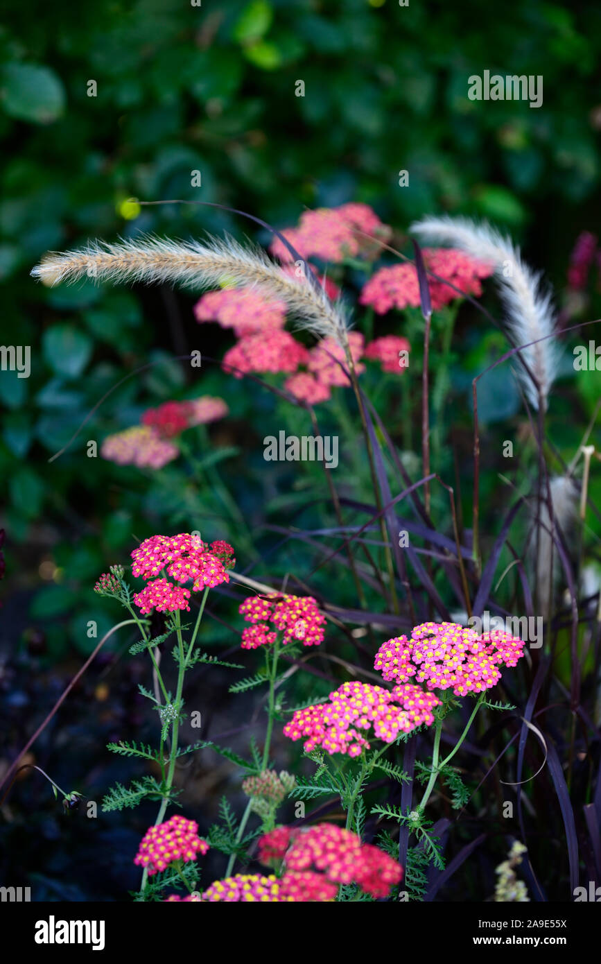 red yellow yarrow,Pennisetum setaceum Rubrum,flowers,combination,purple ...