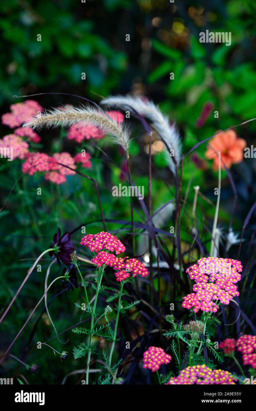 red yellow yarrow,Pennisetum setaceum Rubrum,flowers,combination,purple ...