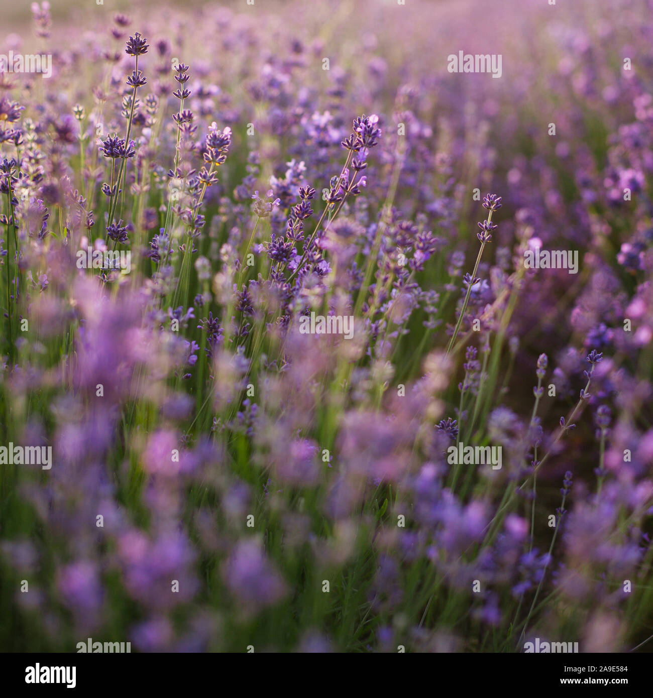 A lavender field in Germany in East Westphalian. The lavender is ...