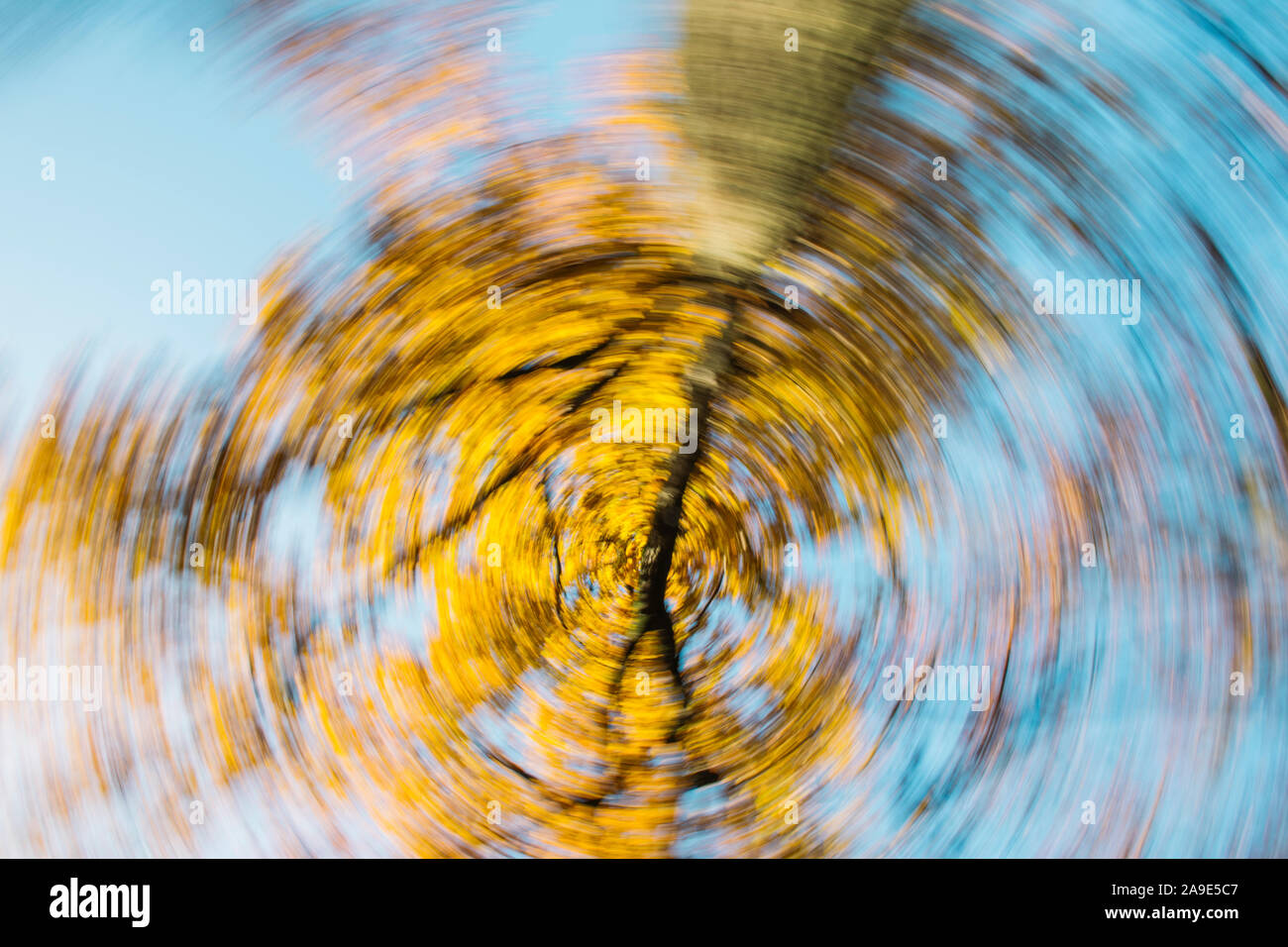 Autumnal beeches in the beaming sunshine in front of blue sky Stock ...