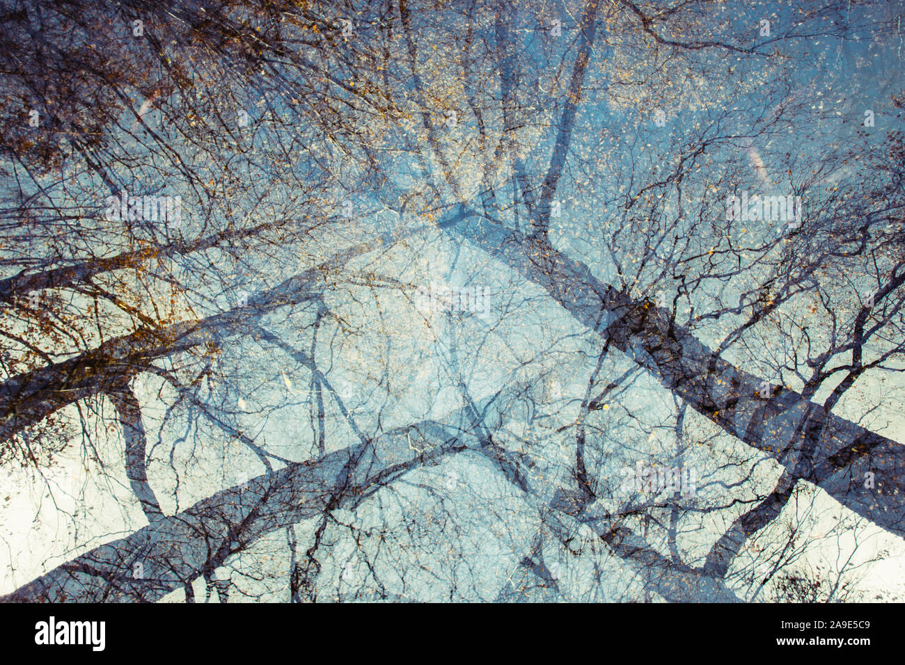 Autumnal beeches in the beaming sunshine in front of blue sky Stock ...