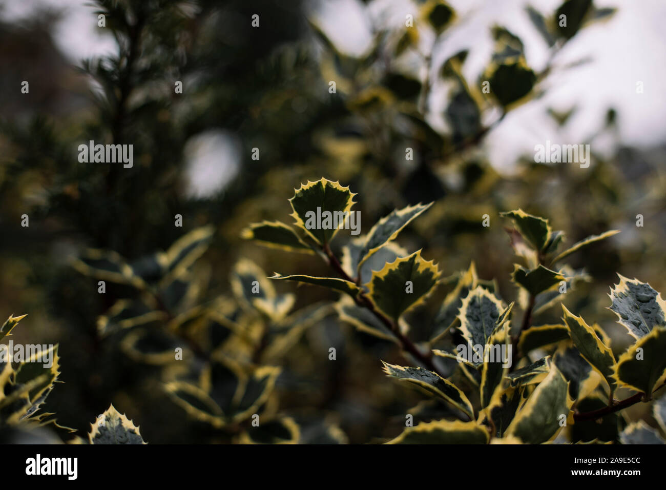 Yellow-coloured holly in March Stock Photo - Alamy