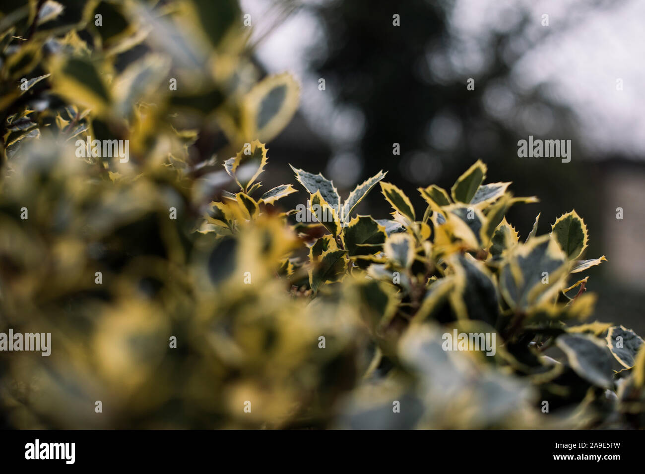 Yellow-coloured holly in March Stock Photo - Alamy
