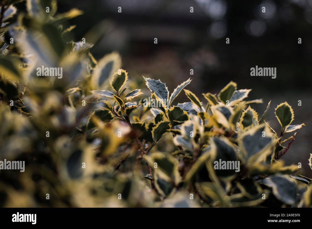 Yellow-coloured holly in March Stock Photo - Alamy