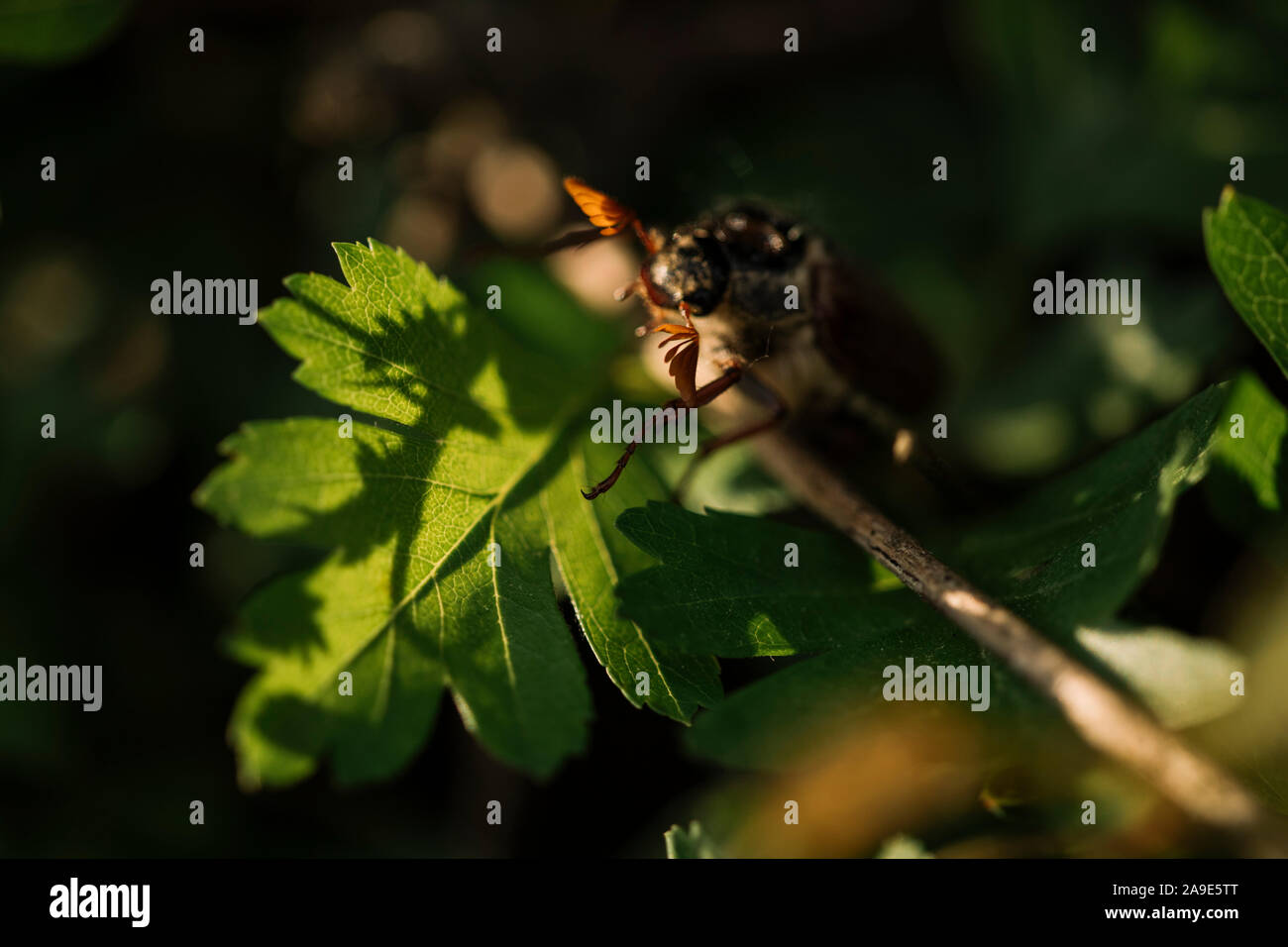 Spring bugs hi-res stock photography and images - Alamy