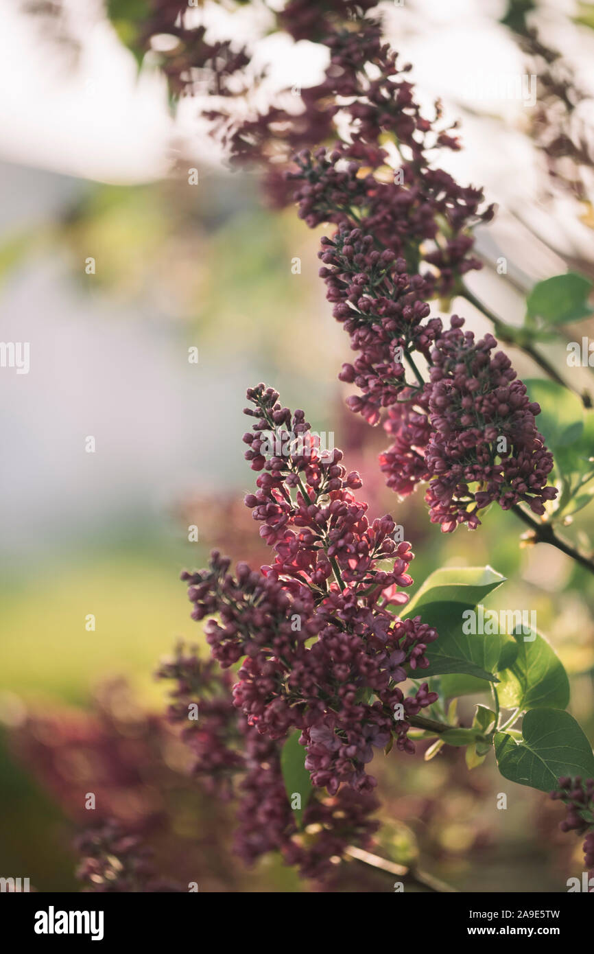 A walk in a spring day in April Stock Photo - Alamy