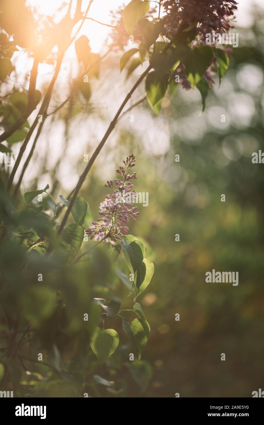 A walk in a spring day in April Stock Photo - Alamy